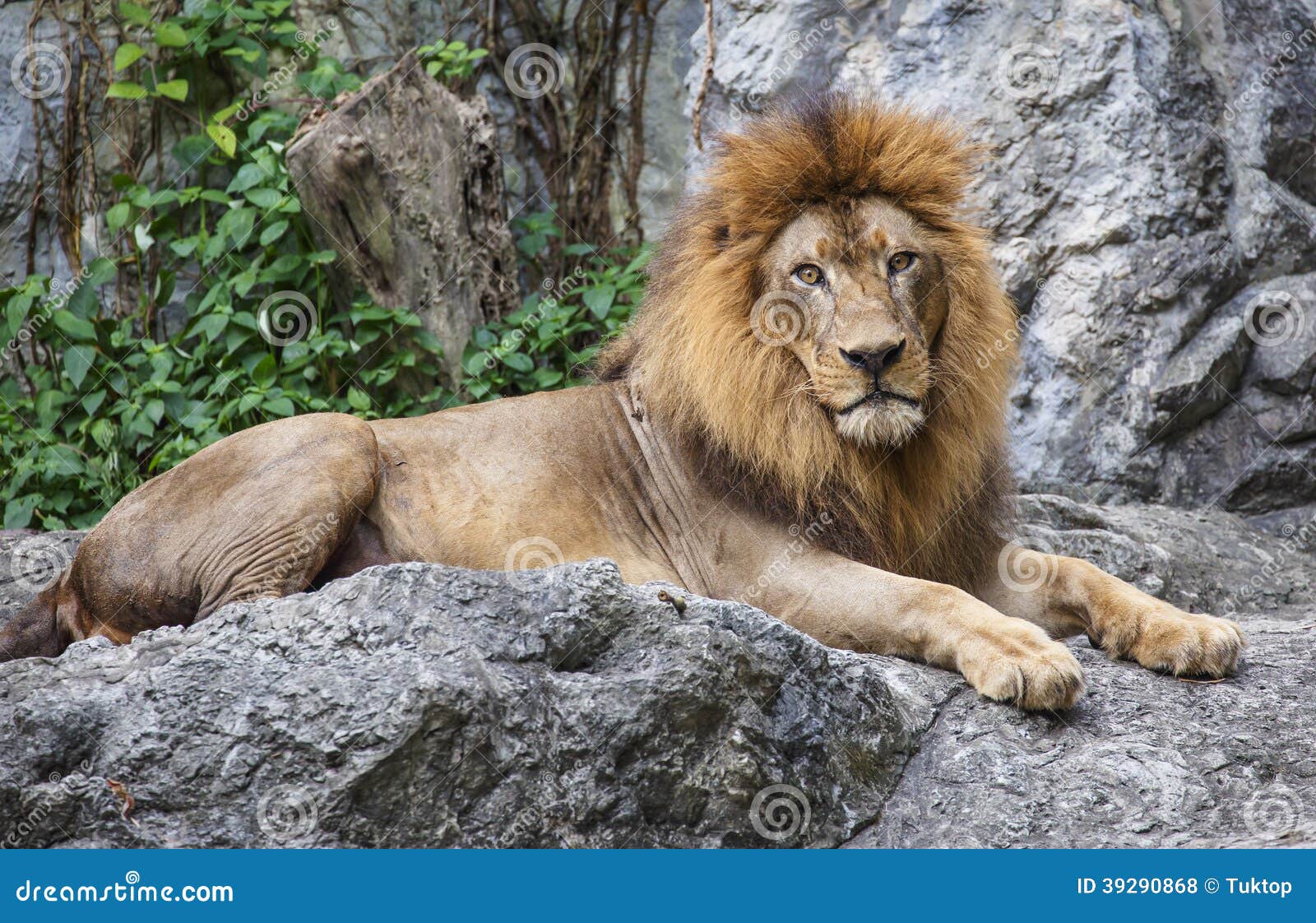 Lejon konung av djungeln arkivfoto. Bild av fara, lejon - 39290868