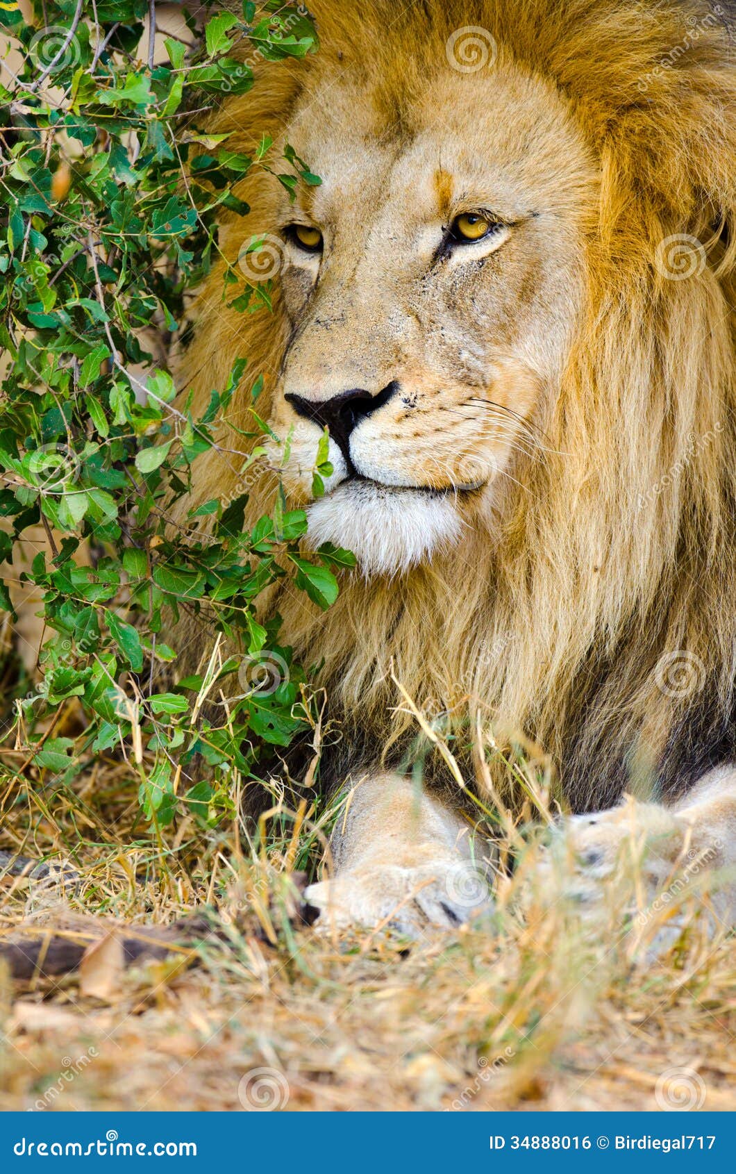 Lejon Man. Kruger Nationalpark, Sydafrika Arkivfoto - Bild av manlig ...