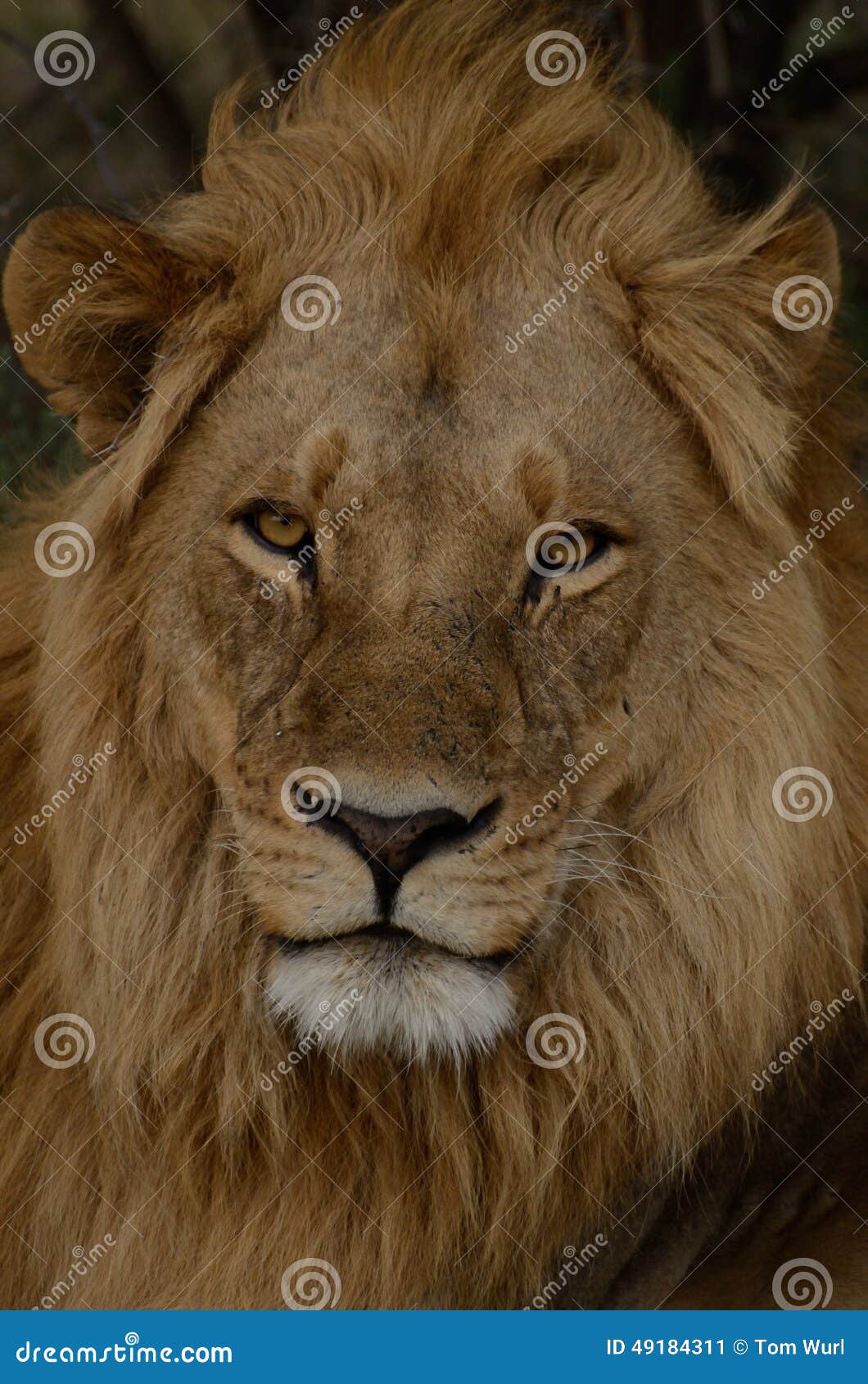 Lejon med stor man fotografering för bildbyråer. Bild av stolt - 49184311