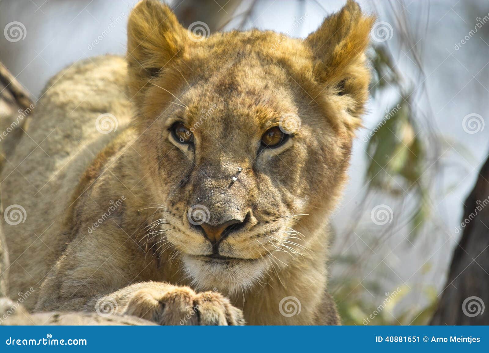 Lejon (Panthera Leo) I Träd Fotografering för Bildbyråer - Bild av ...