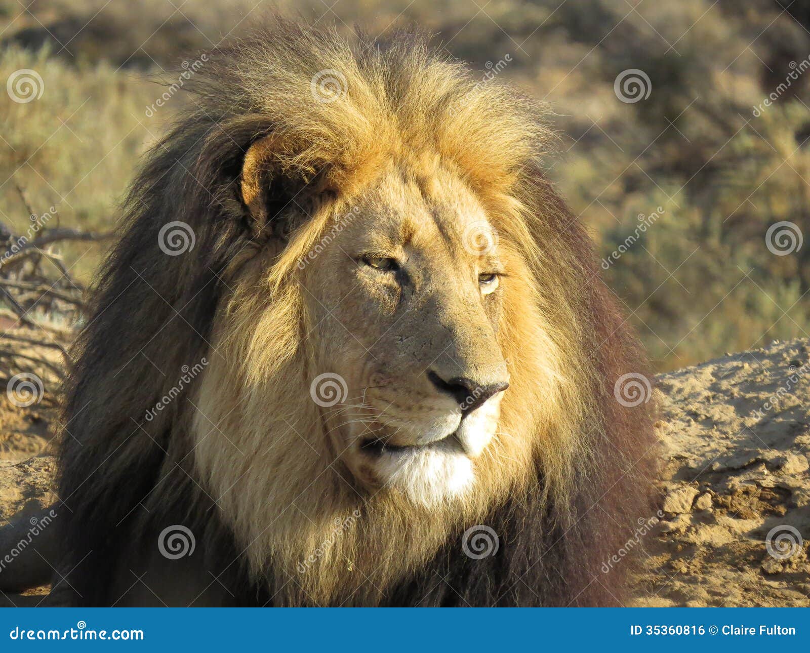 Lejon Panthero leo arkivfoto. Bild av safari, park, djurliv - 35360816