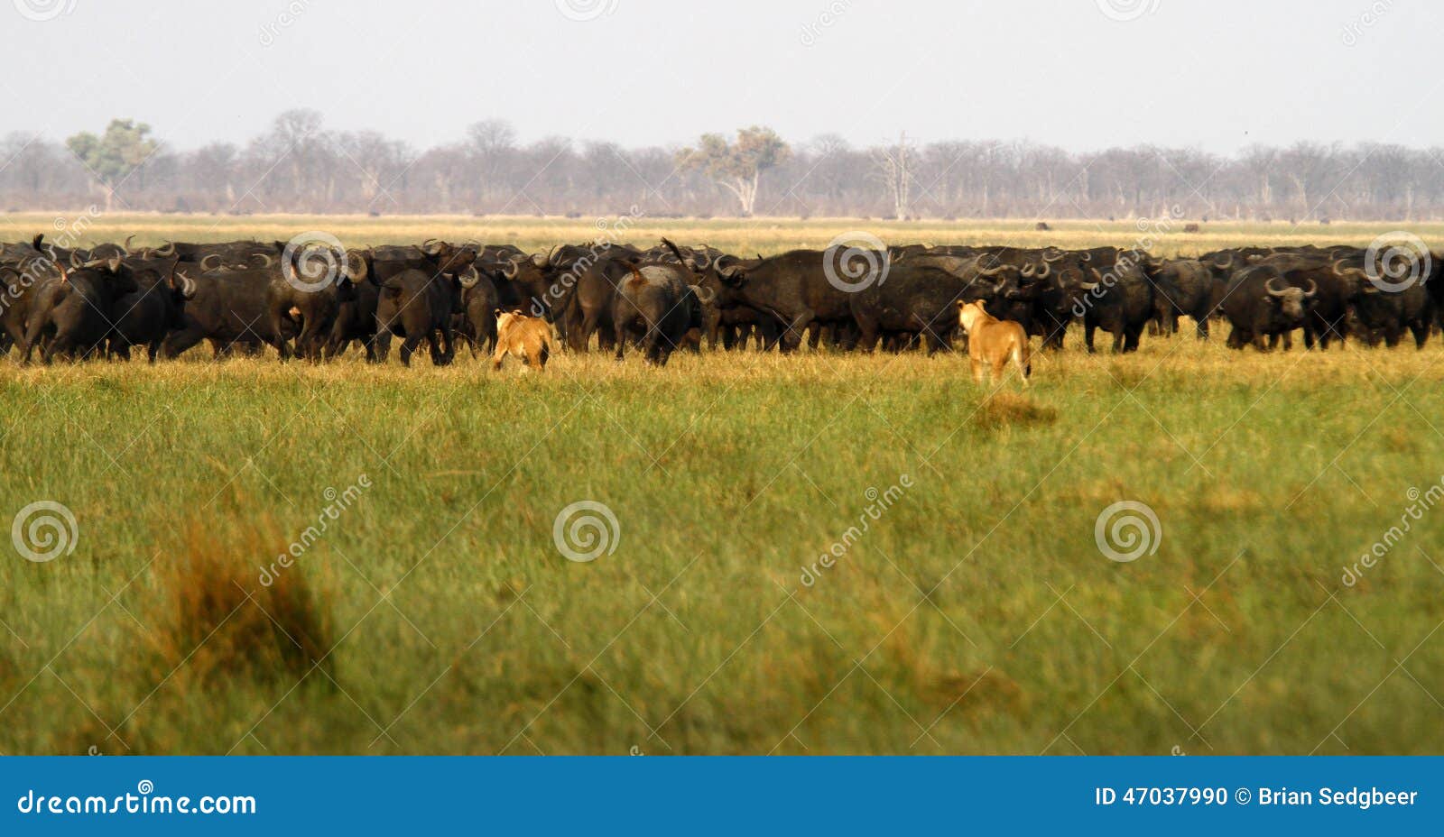 Lejon som jagar buffeln arkivfoto. Bild av afrika, buffel - 47037990