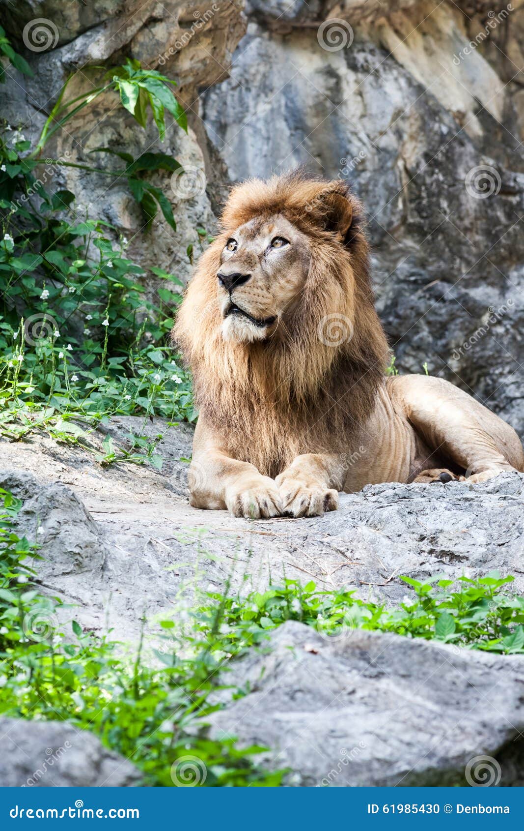 Lejonet ligger ner arkivfoto. Bild av starkt, ögon, päls - 61985430
