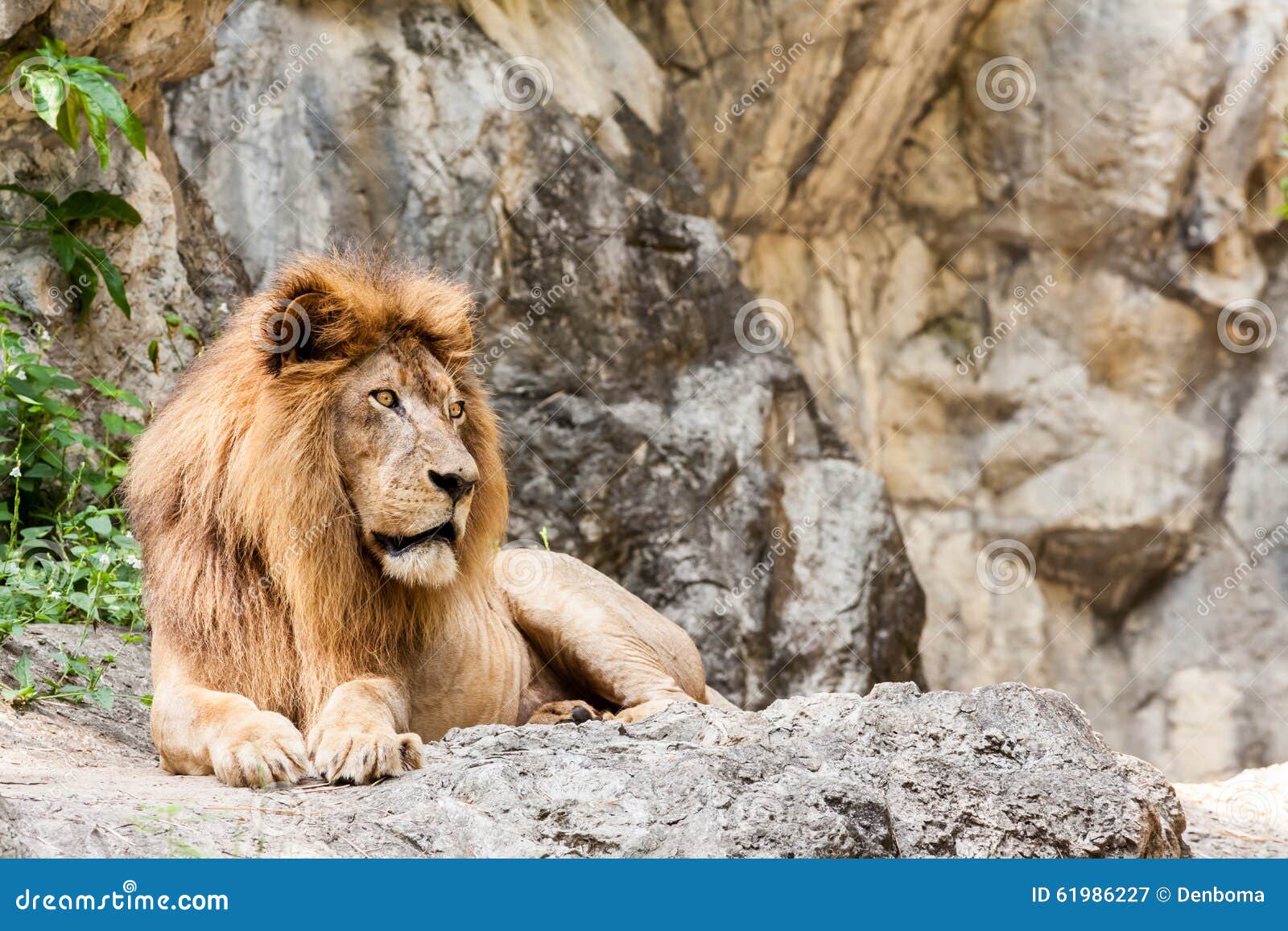 Lejonet ligger ner fotografering för bildbyråer. Bild av ögon - 61986227