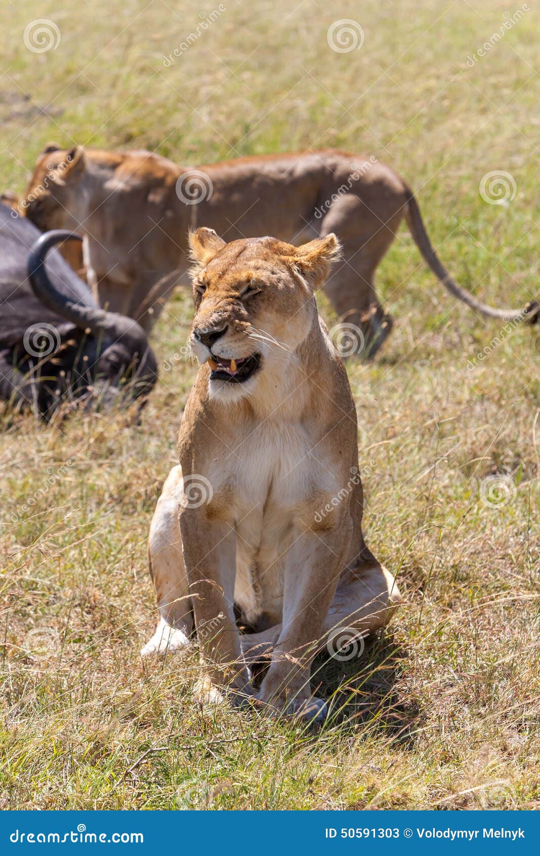 Lejonmatning fotografering för bildbyråer. Bild av lejon - 50591303