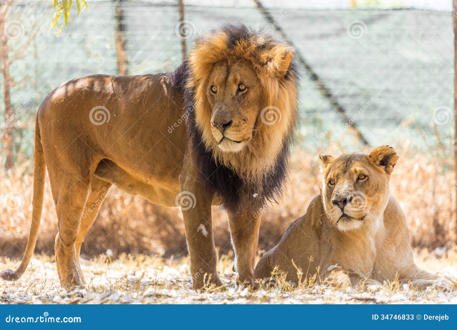 Lejonpar fotografering för bildbyråer. Bild av grässlätt - 34746833
