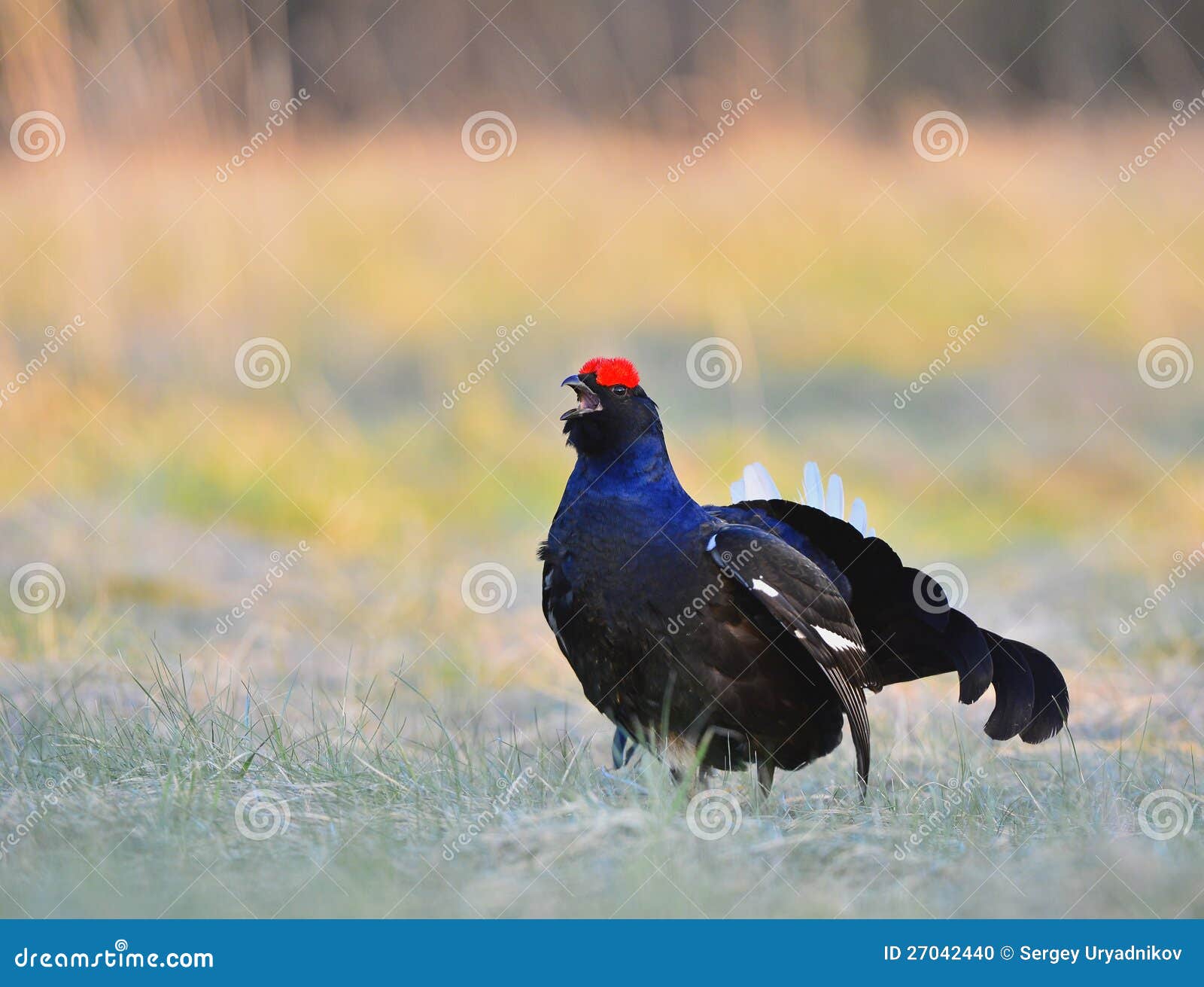 Lekking Black Grouse stock photo. Image of hunt, nature - 27042440