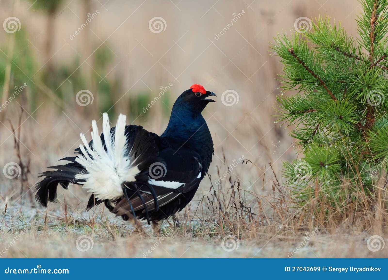Lekking Black Grouse stock image. Image of birdwatching - 27042699