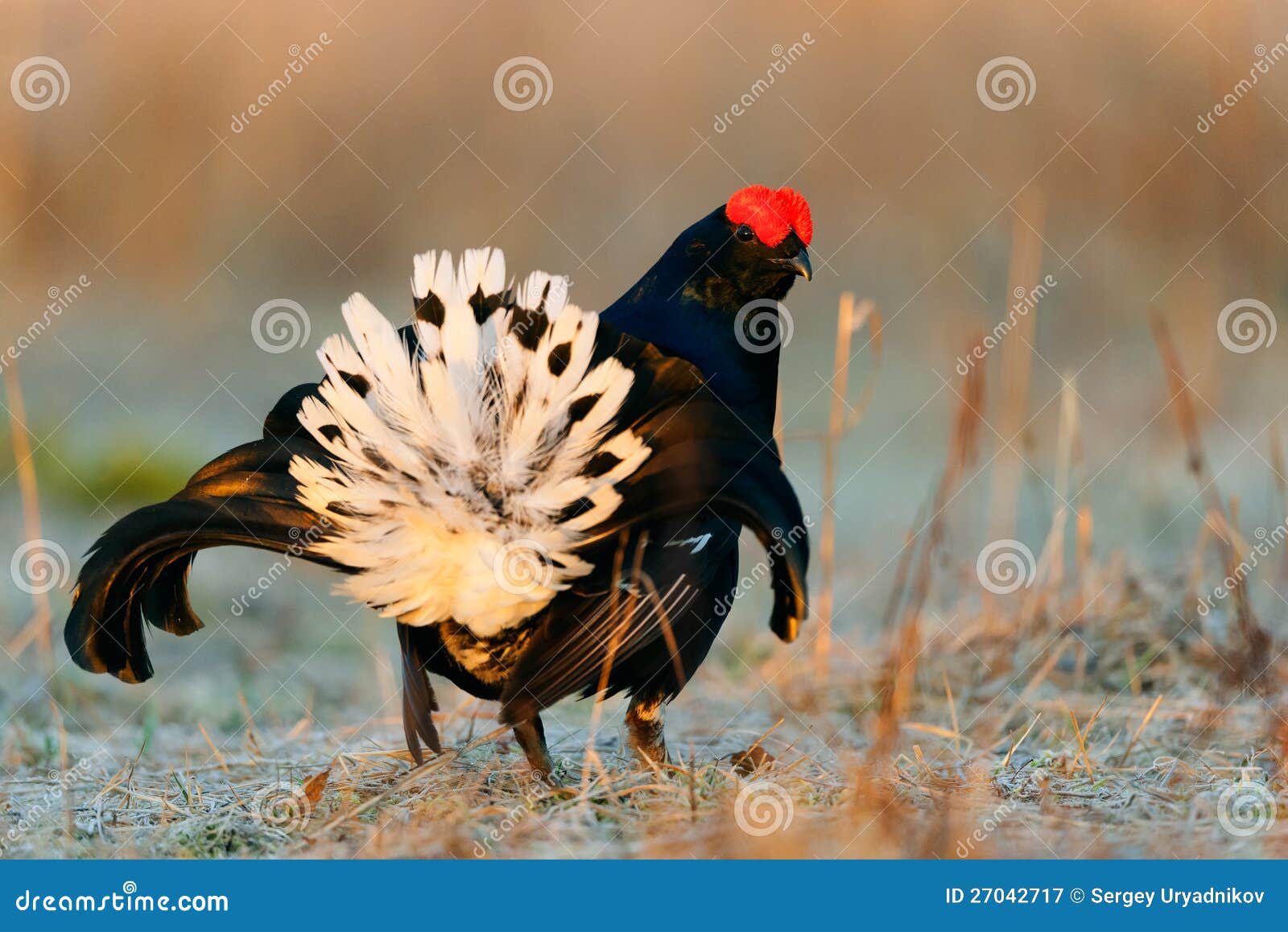 Lekking Black Grouse stock image. Image of birdwatching - 27042717