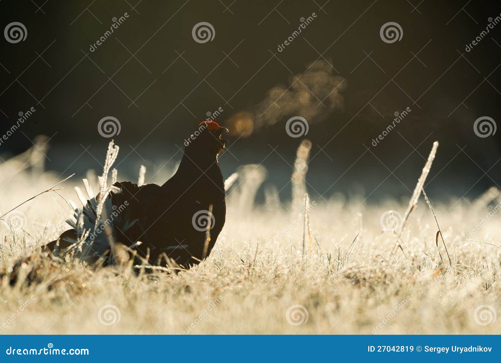 Lekking Black Grouse stock image. Image of lekking, birdwatching - 27042819