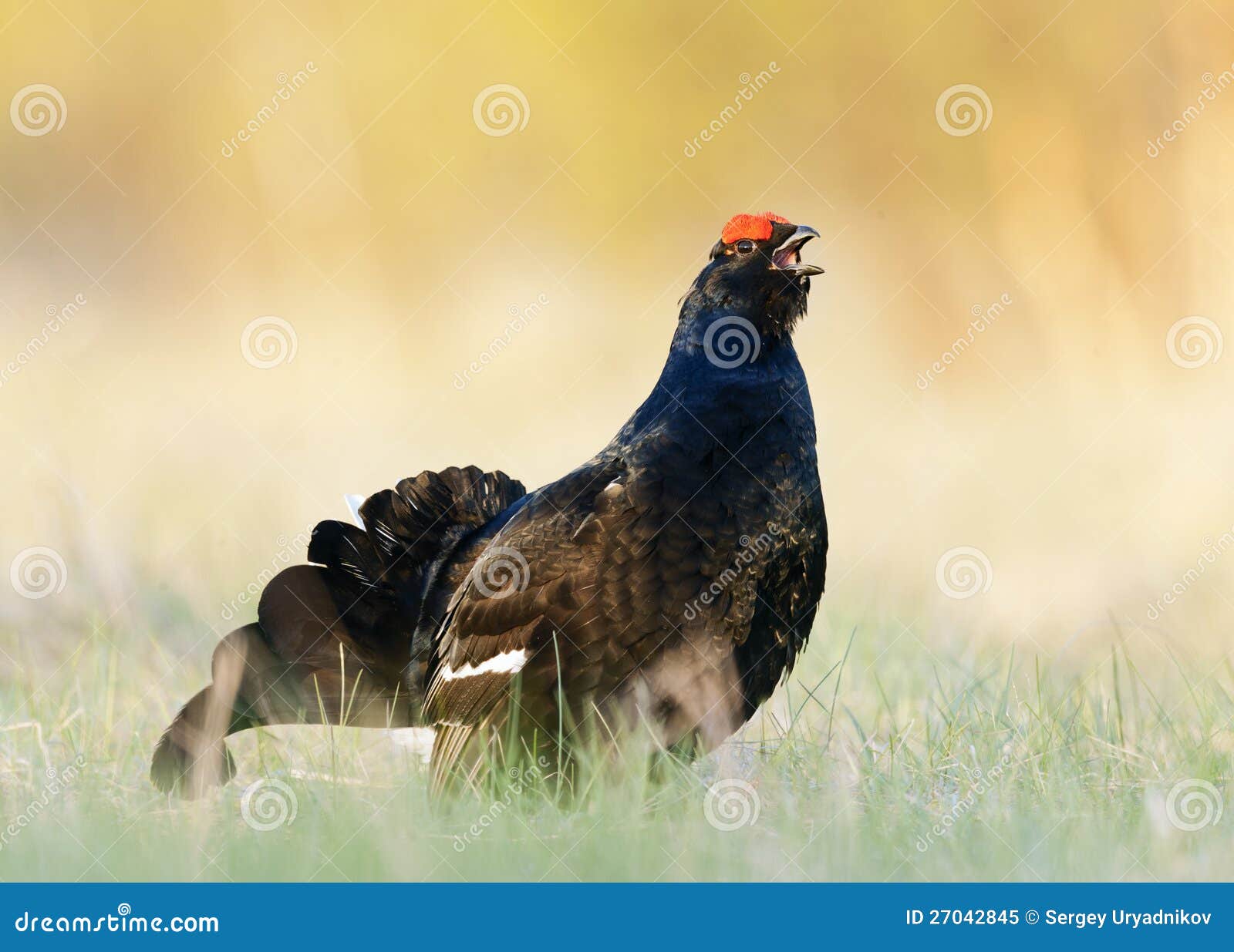 Lekking Black Grouse stock image. Image of fauna, morning - 27042845