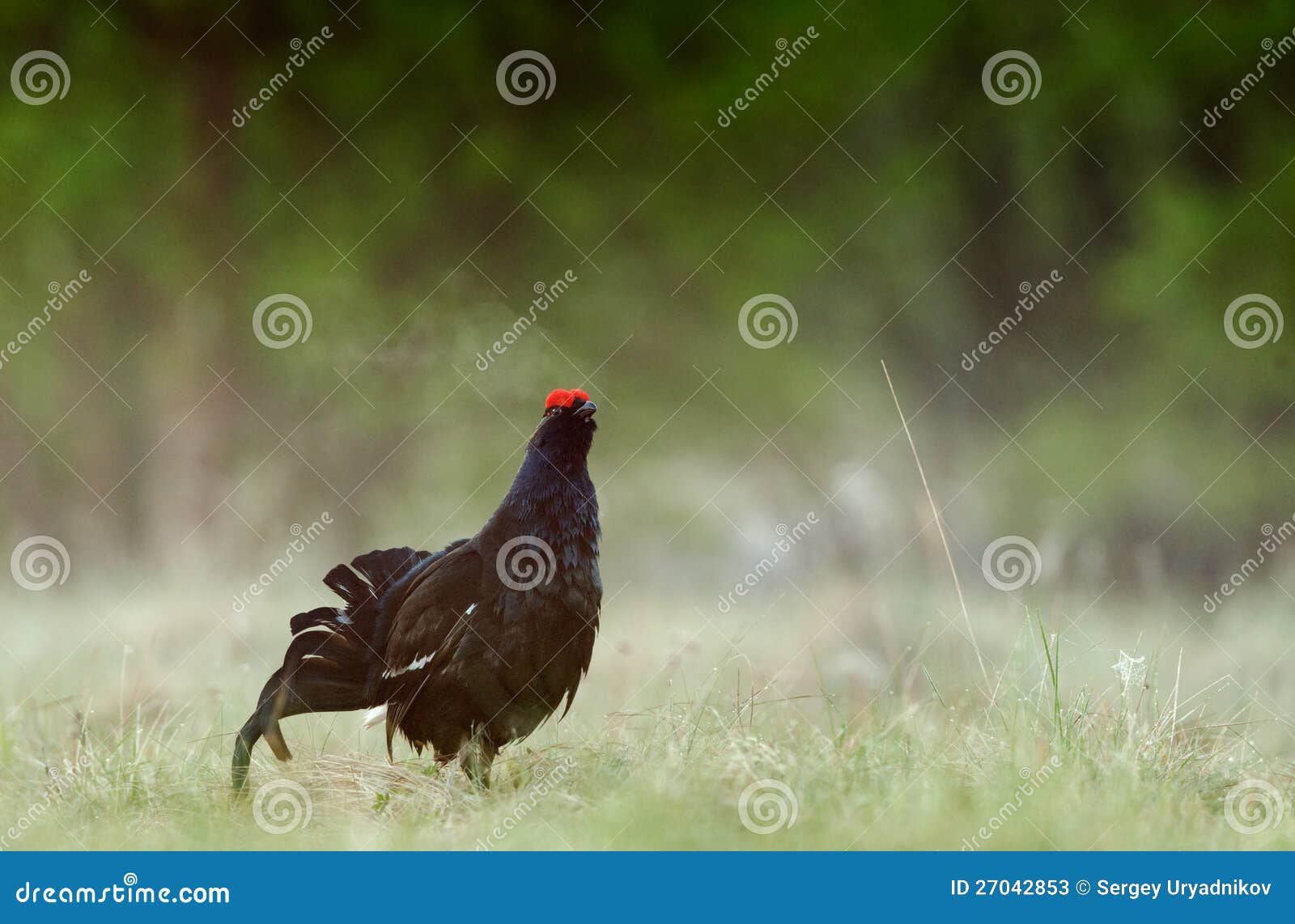 Lekking Black Grouse stock image. Image of grouse, birding - 27042853