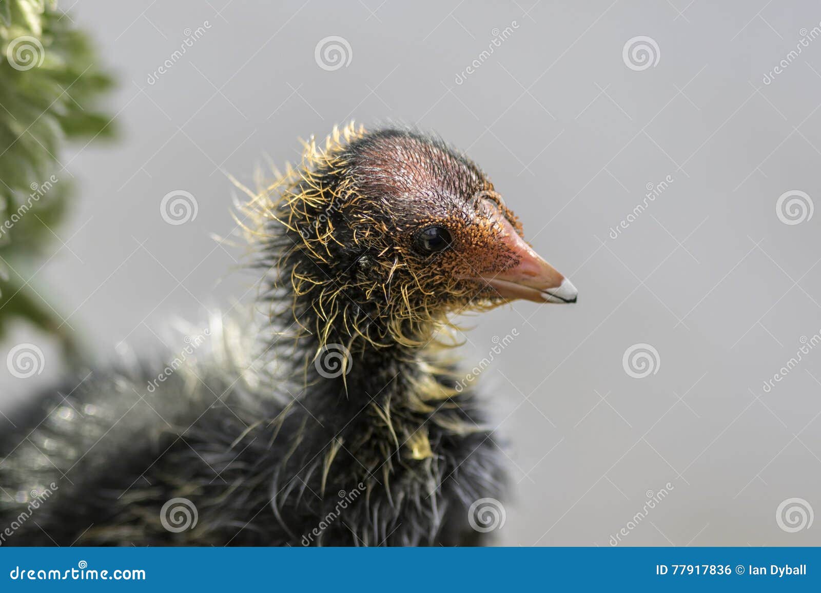 Lelijk eendje stock foto. Image of leuk, aangezicht, gezicht - 77917836