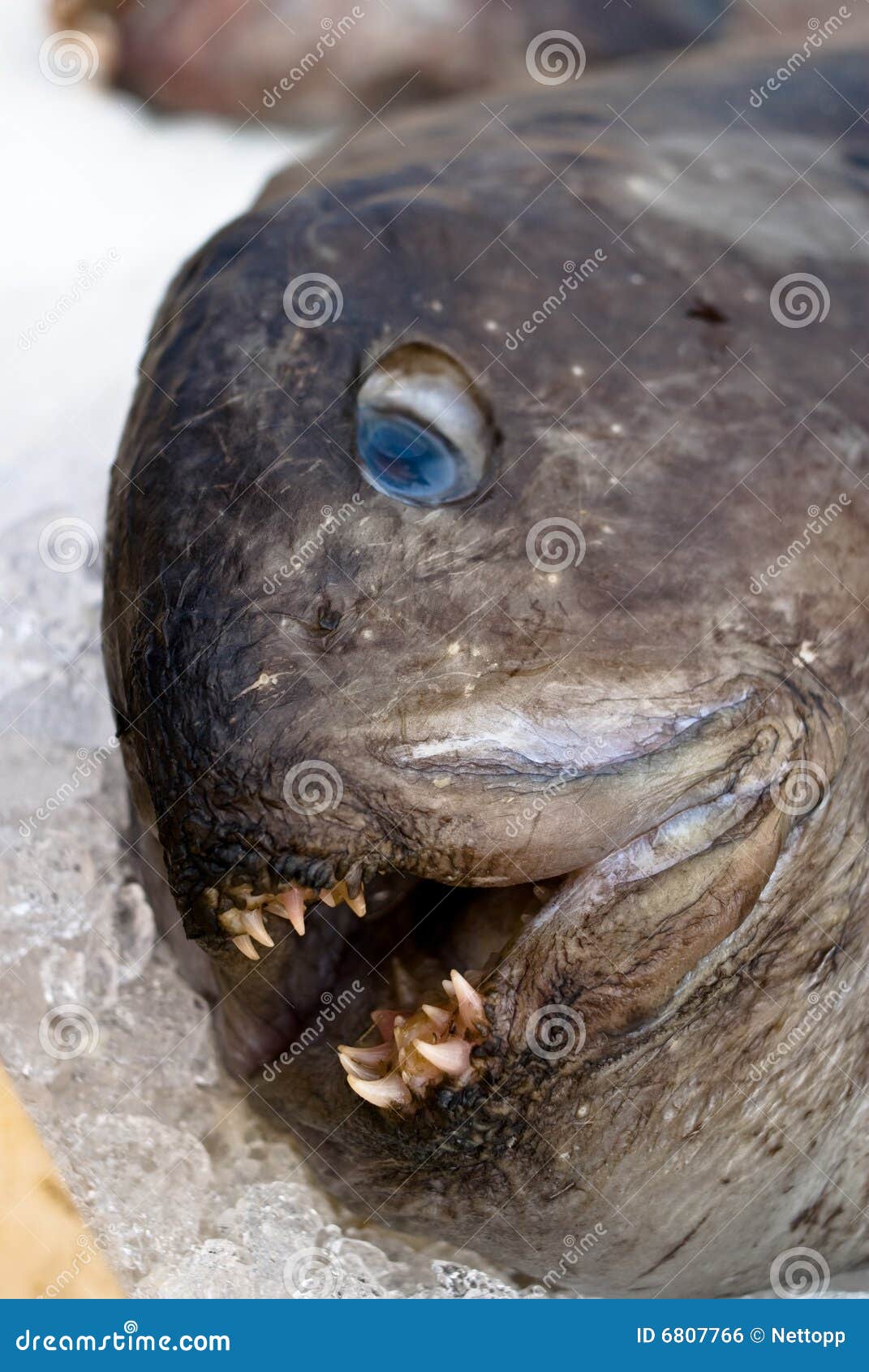 Lelijke vissen stock foto. Image of tanden, vissen, markt - 6807766