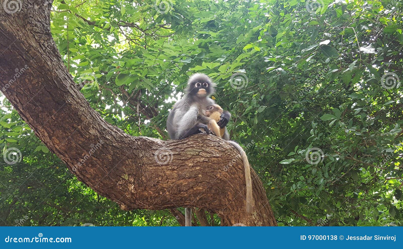 Lem stock photo. Image of wildlife, aowmanow, goldenmonkey - 97000138