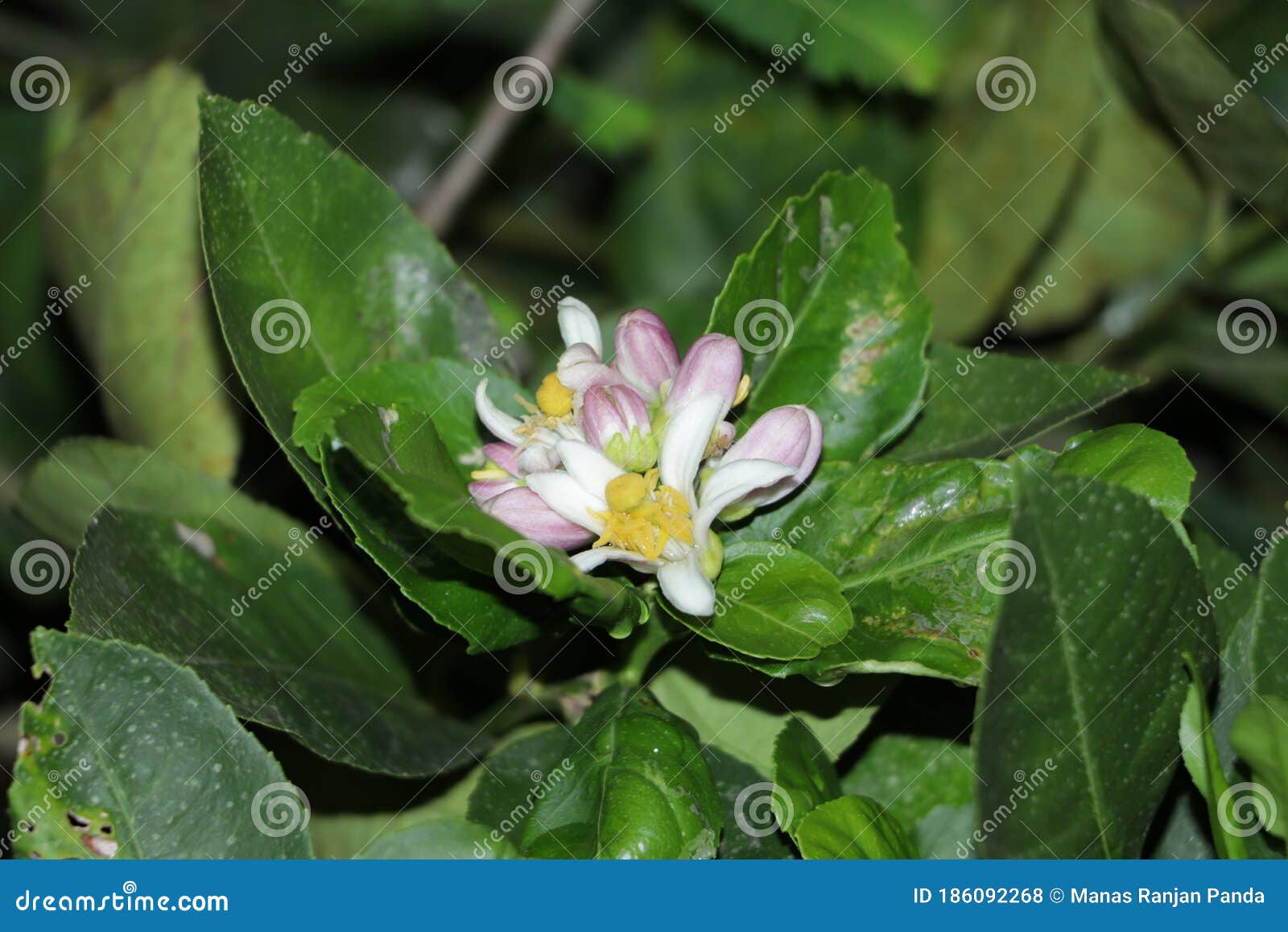 Leman tree flower stock photo. Image of fruit, natural - 186092268