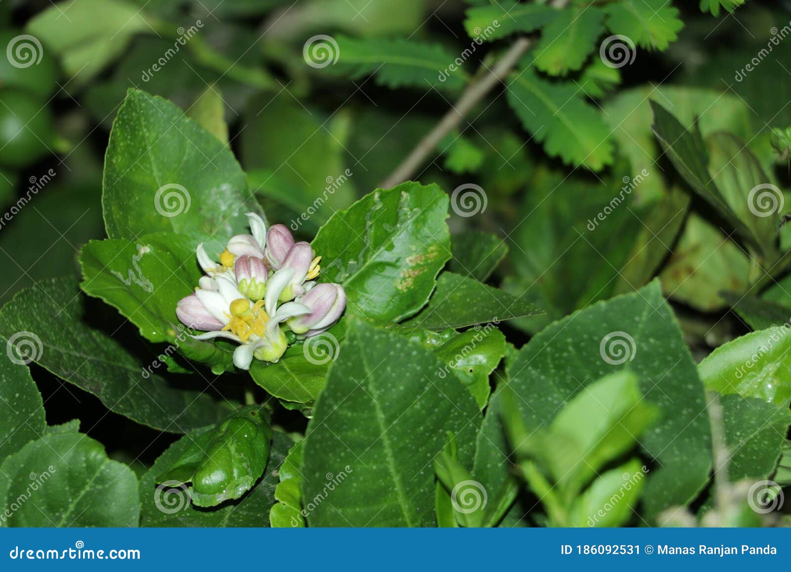 Leman tree flower stock image. Image of color, lemon - 186092531