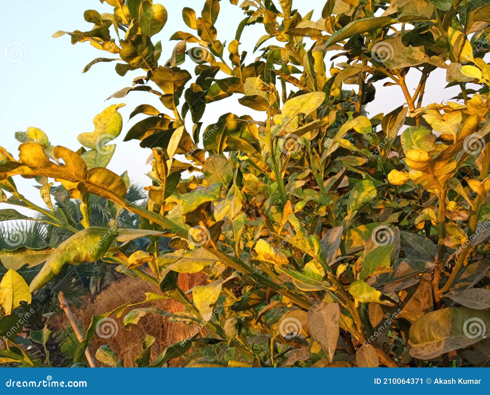 Lemano tree in Indian stock image. Image of indian, treel - 210064371