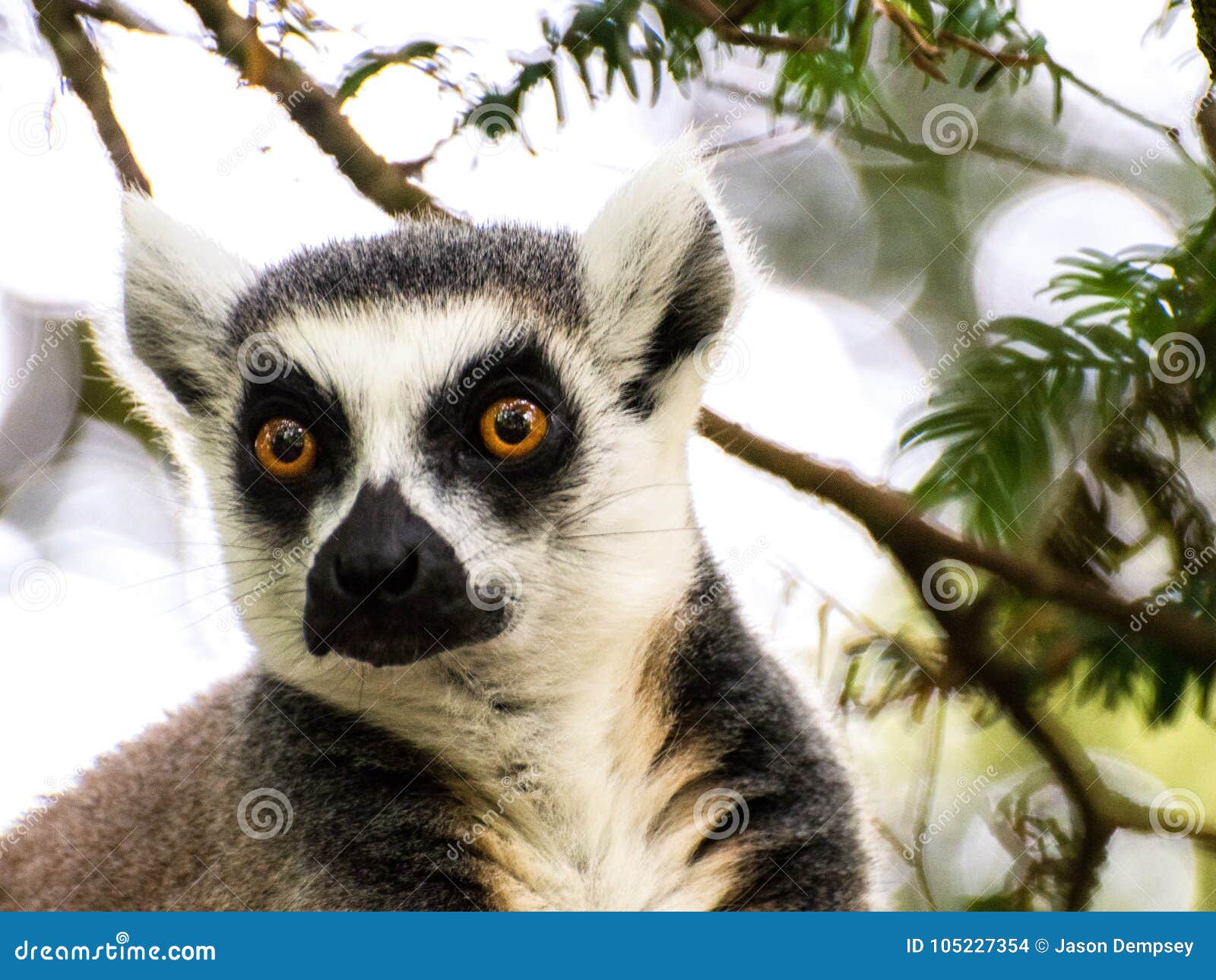 Close Up of Lemar Monkey Sitting in Tree Stock Photo - Image of ...