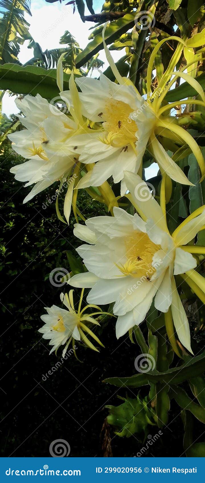 Lembang West Java Indonesia November 28th 2023 Side of Blooming Four ...