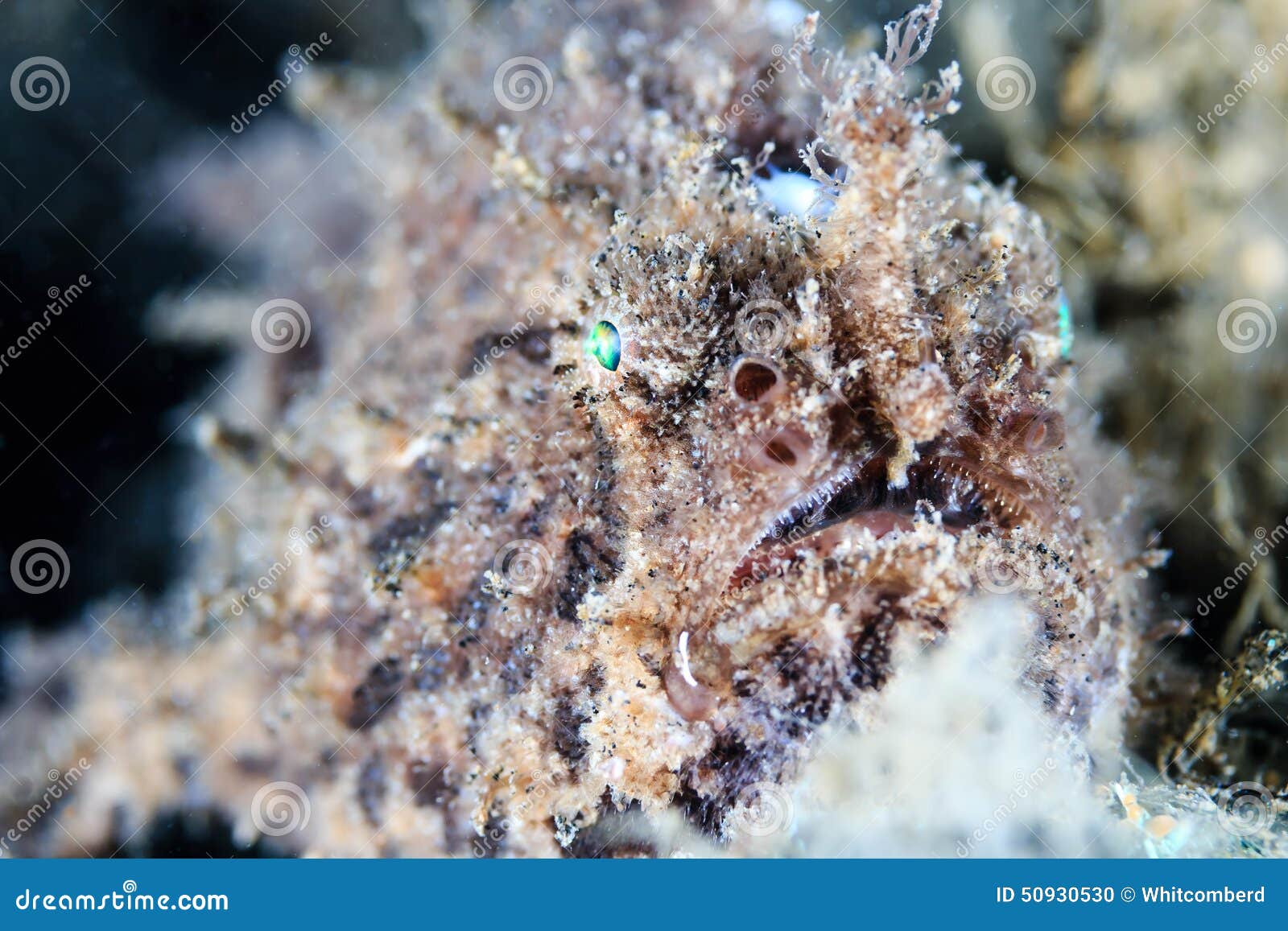 Lembeh Hairy Frogfish stock photo. Image of conservation - 50930530