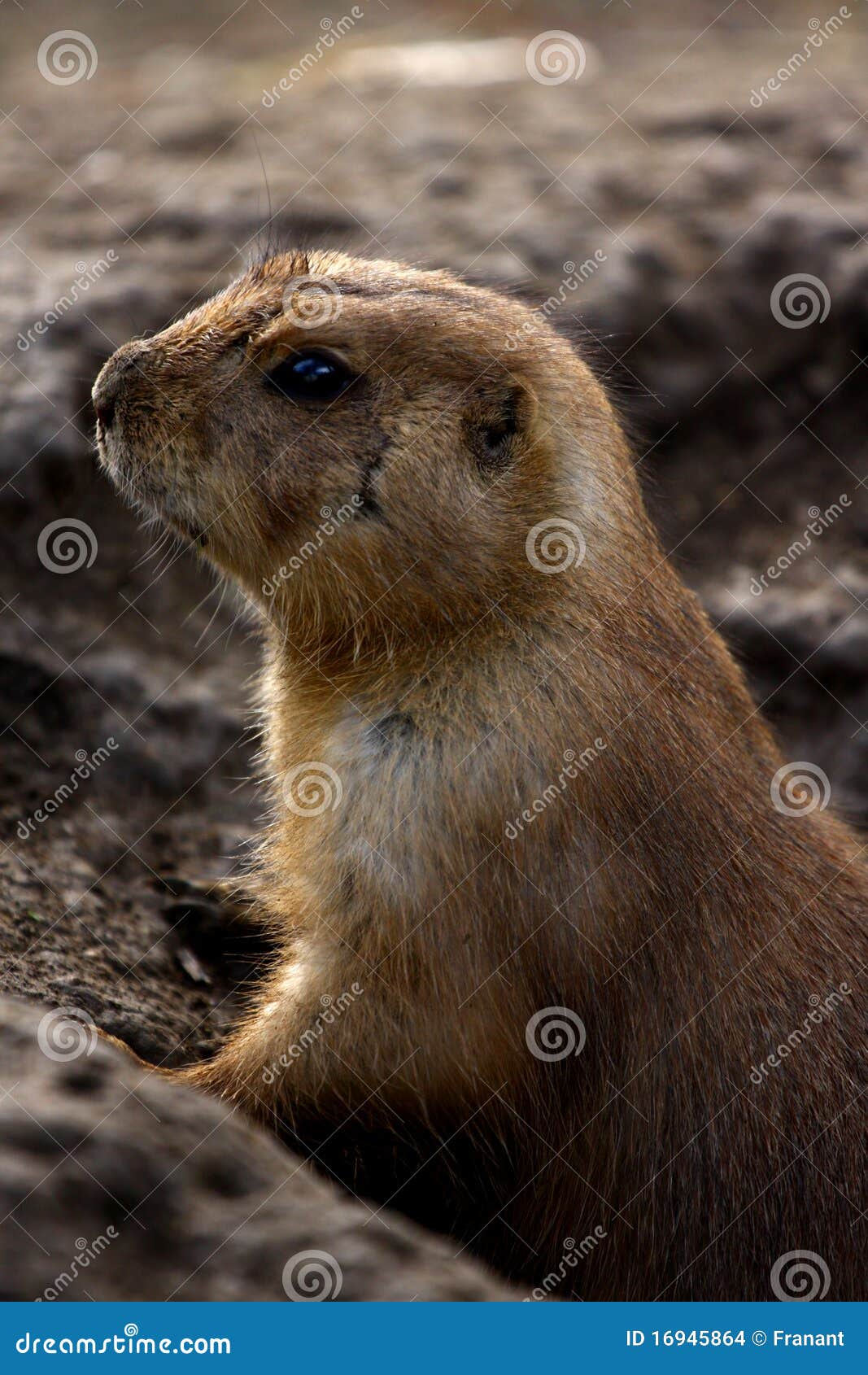 Leming foto de archivo. Imagen de pelo, contemplar, atrapar - 16945864