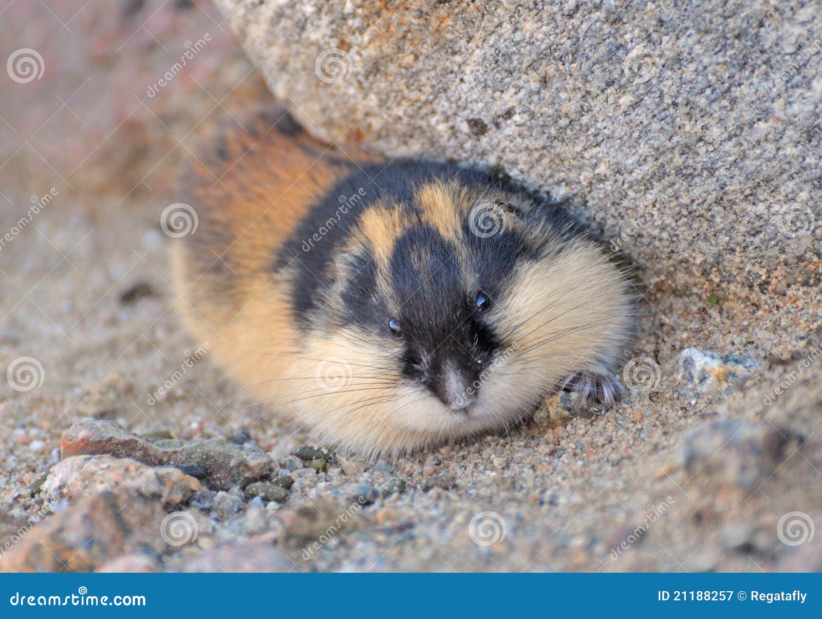 Leming obraz stock. Obraz złożonej z ssak, kamień, dzień - 21188257