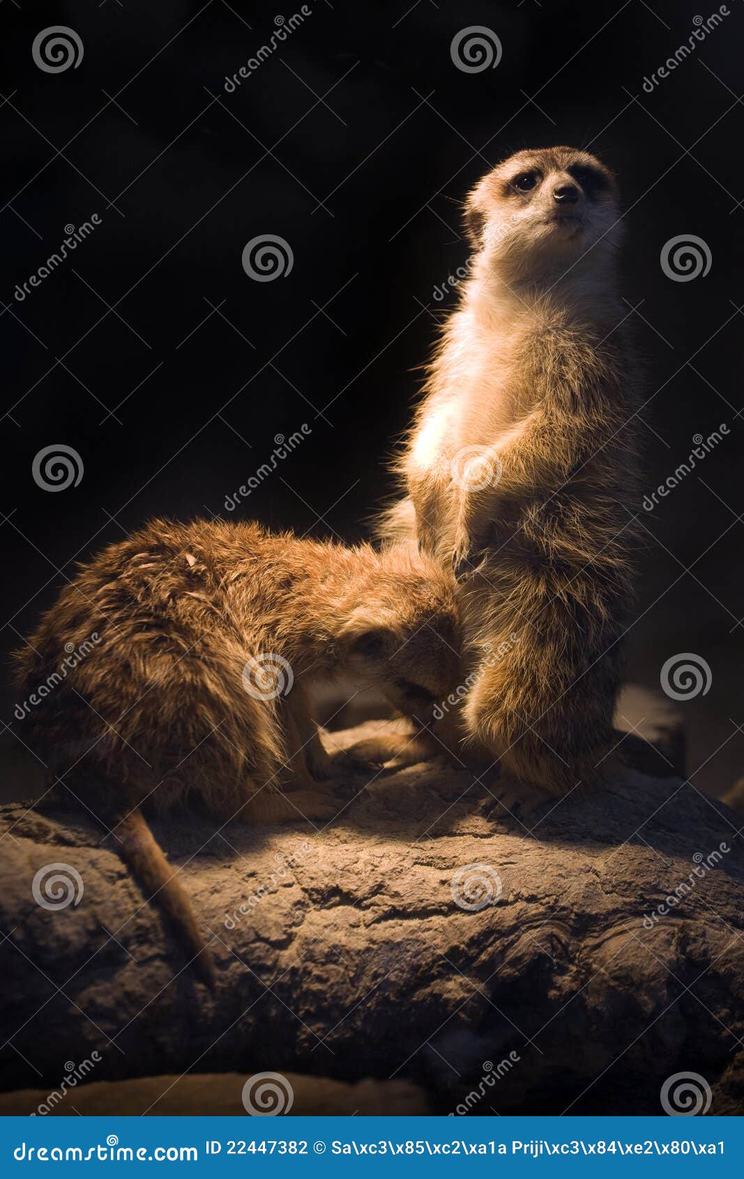 Leming zdjęcie stock. Obraz złożonej z pazur, preria - 22447382