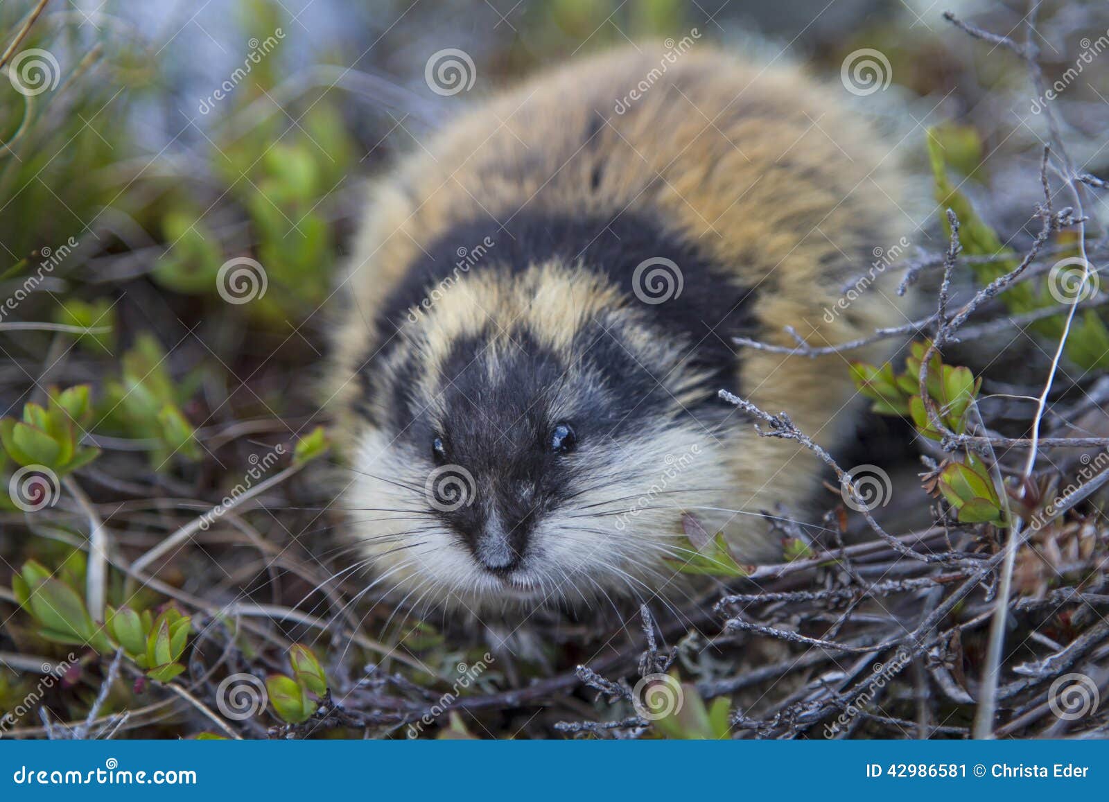 Leming imagen de archivo. Imagen de roedor, leming, escandinavia - 42986581