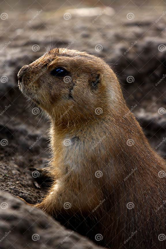 Lemming stock photo. Image of gripping, snout, full, mammal - 16945864