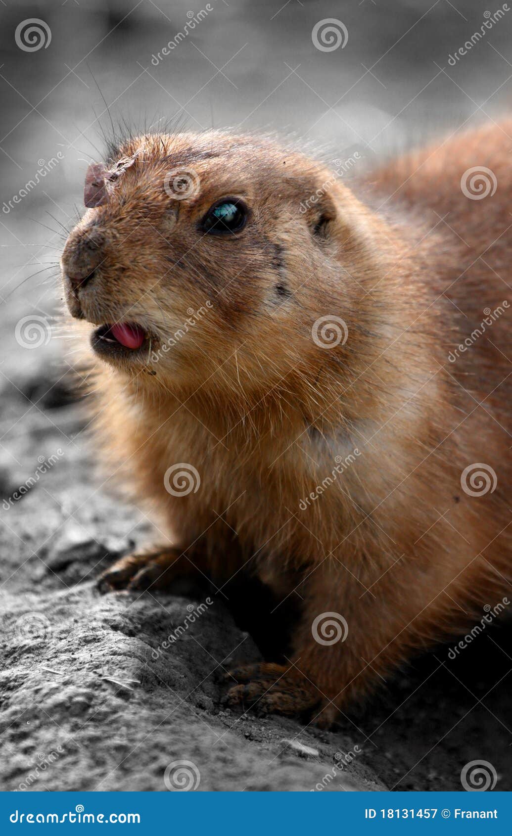 Lemming stock image. Image of foreground, gripping, hair - 18131457