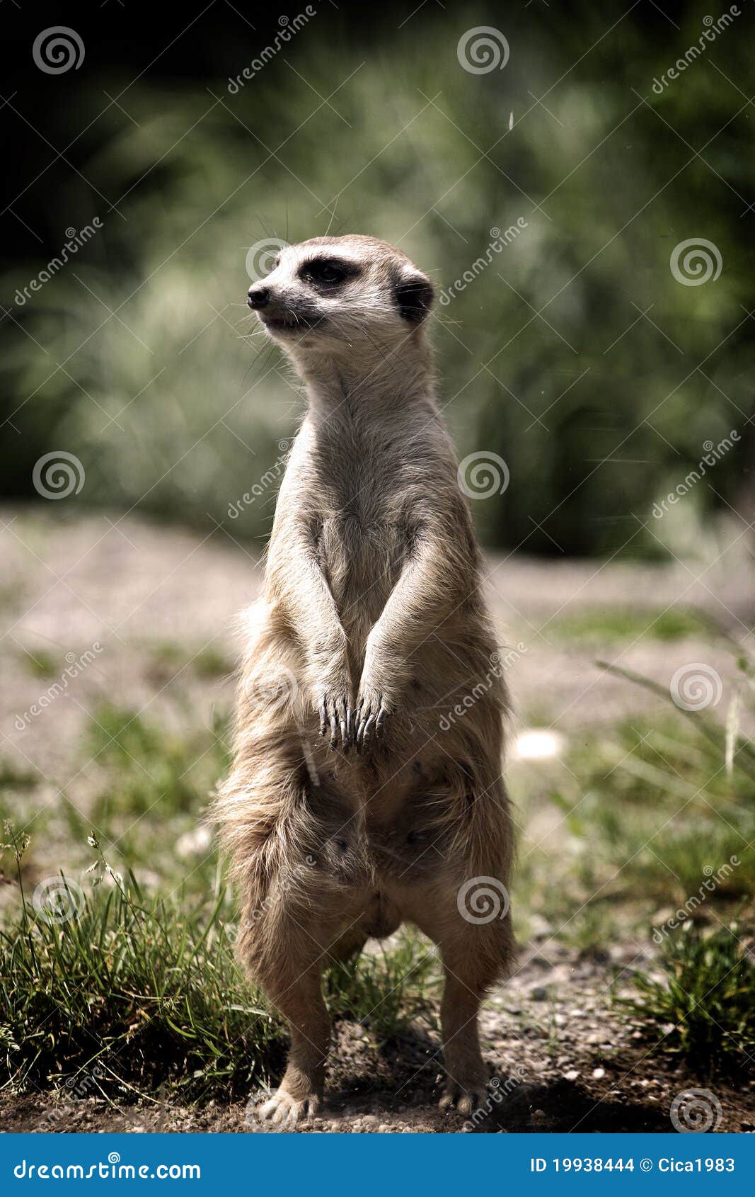 Lemming portrait stock photo. Image of viewpoint, foot - 19938444