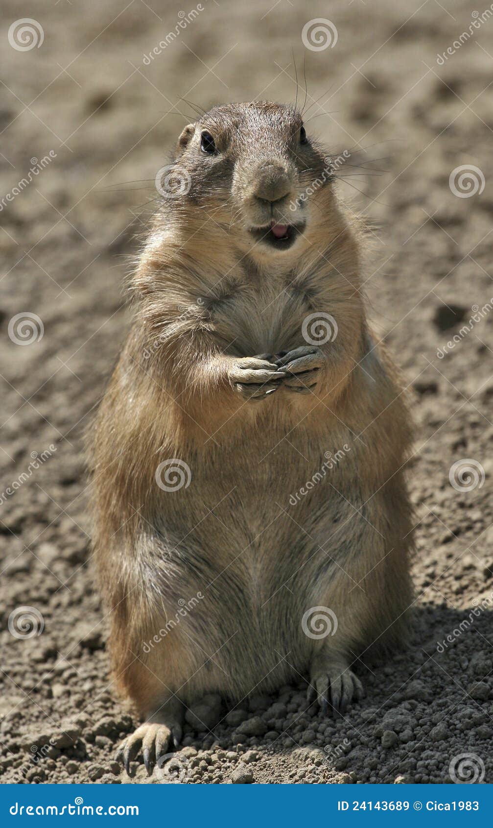Lemming portrait stock image. Image of wildlife, family - 24143689