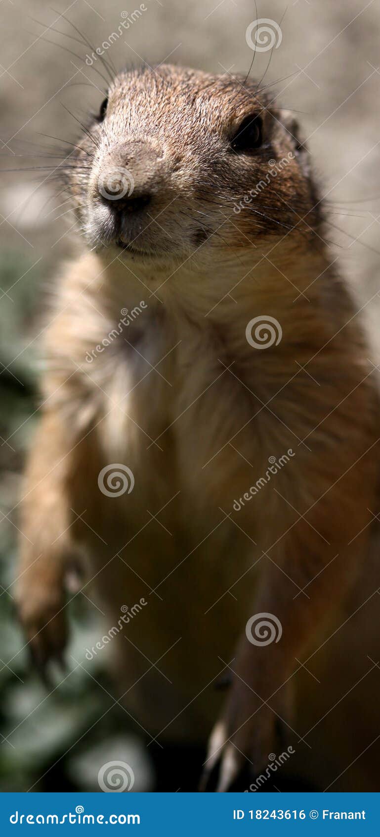 Lemming standing stock photo. Image of watching, lemming - 18243616