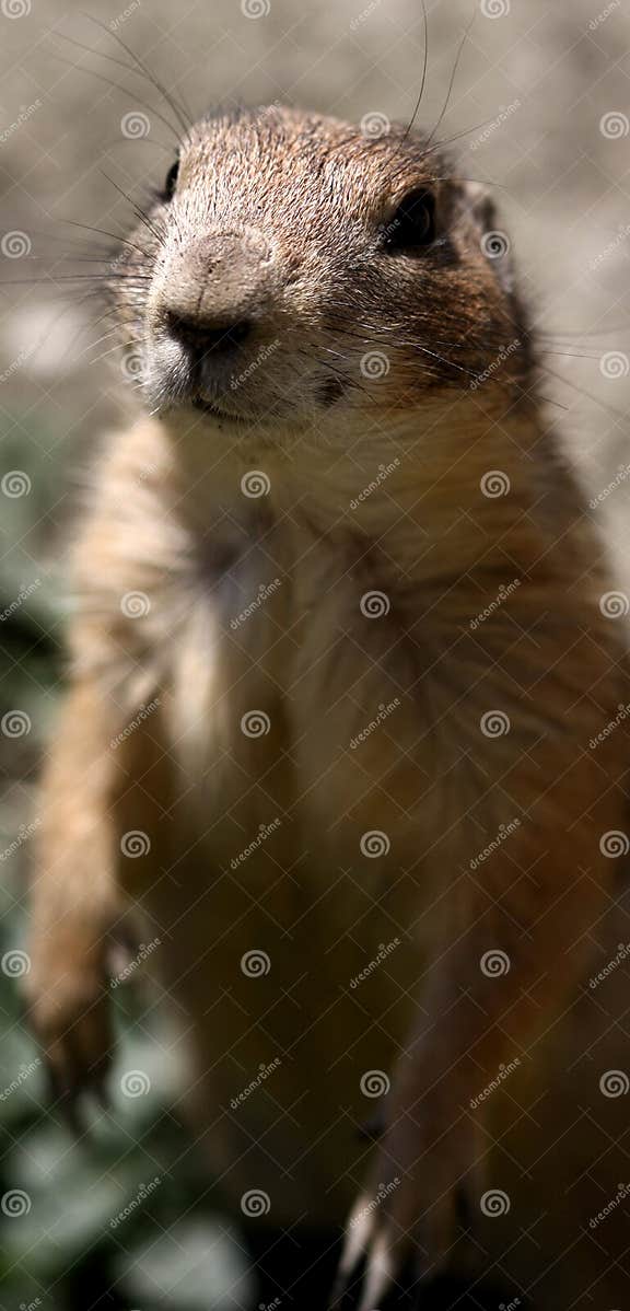 Lemming standing stock photo. Image of watching, lemming - 18243616