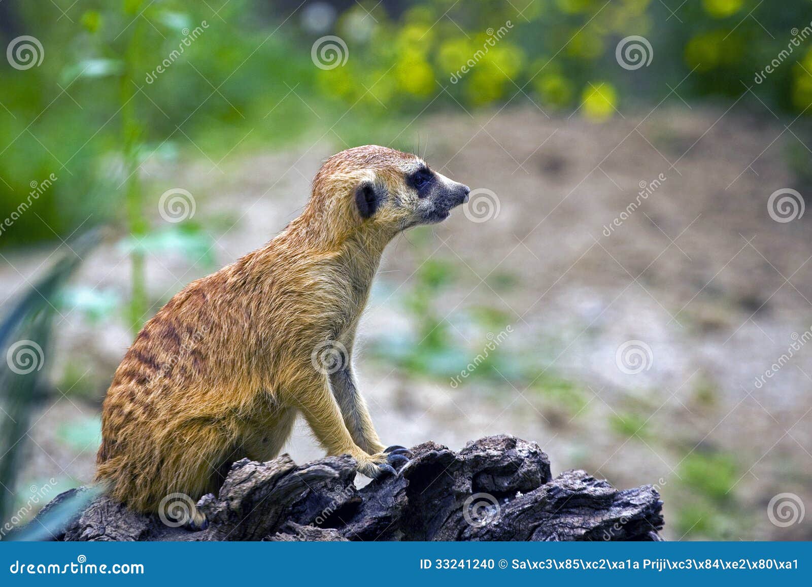Lemming stock photo. Image of lemming, wildlife, group - 33241240