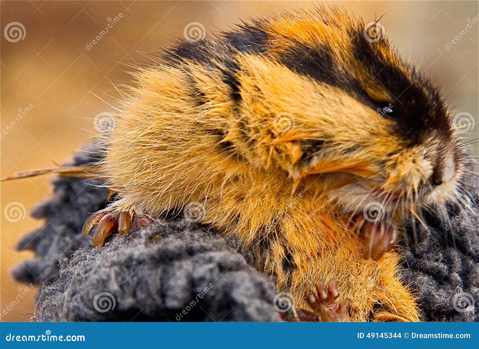 Lemming stock photo. Image of telemark, animal, year - 49145344