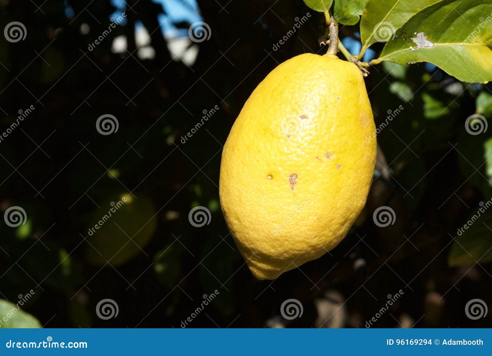 Lemmon tree stock photo. Image of lemons, citrus, limes - 96169294