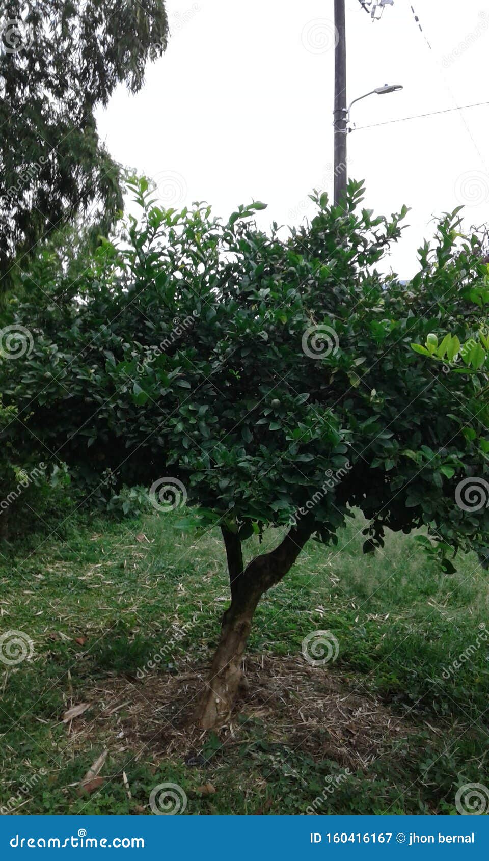 Lemmon tree stock image. Image of larinoamerica, tree - 160416167