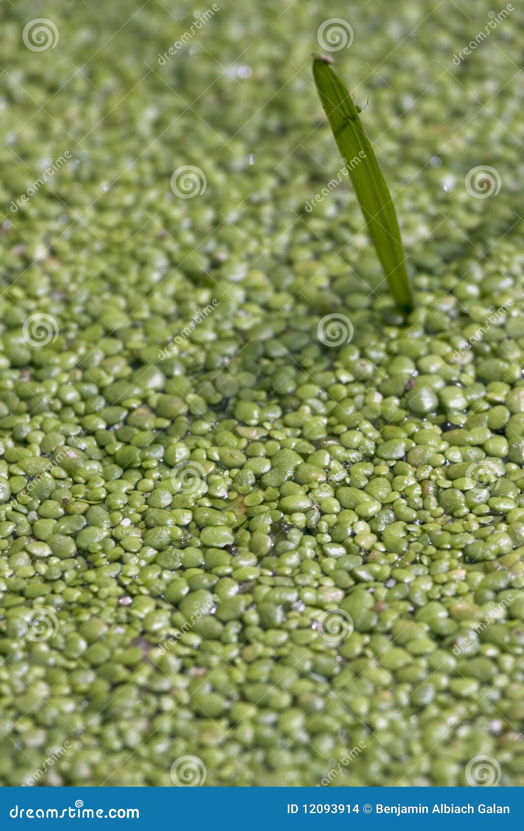 Lemna stock photo. Image of green, seed, planting, valencia - 12093914