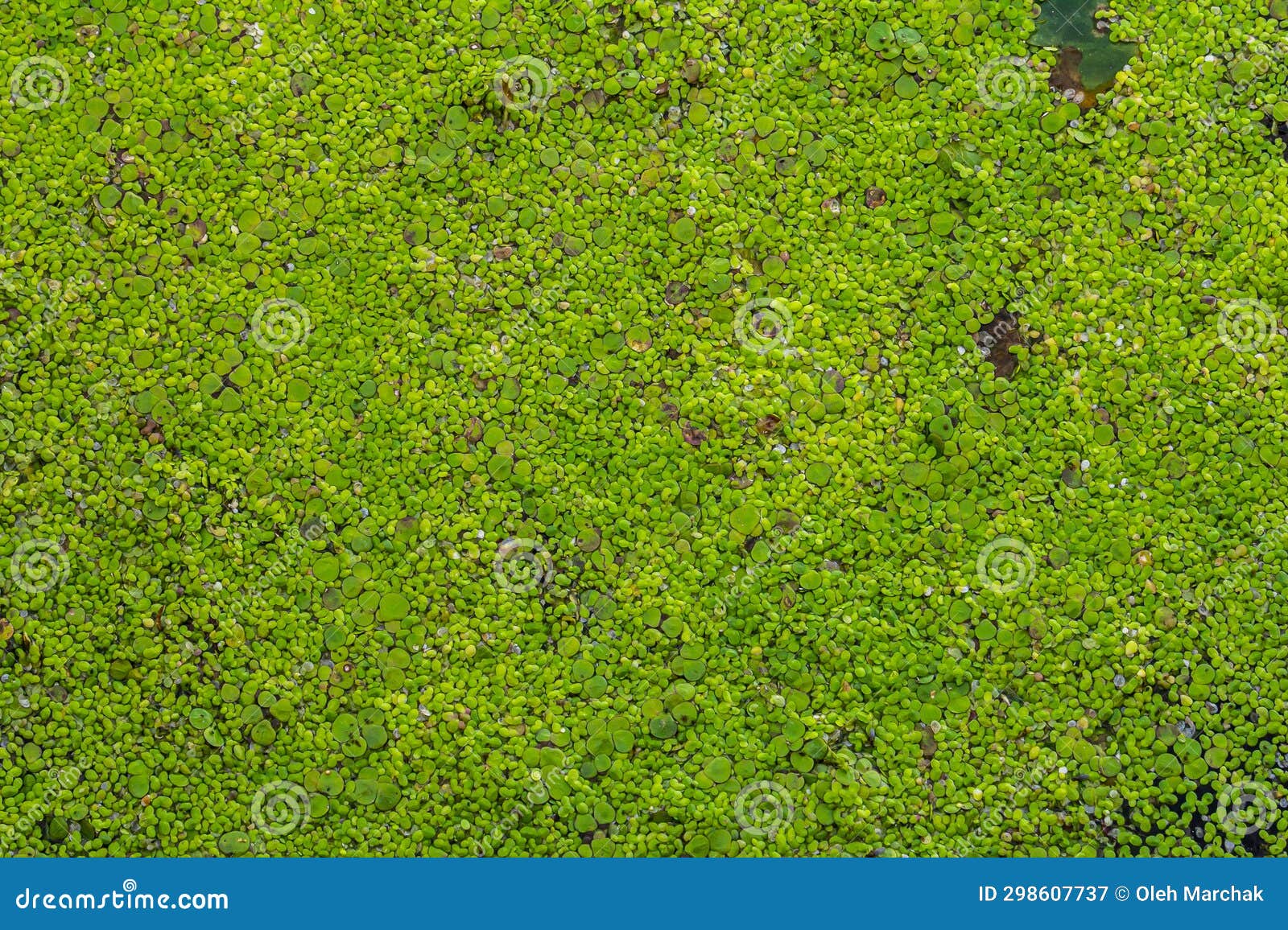 Lemna Minor, the Common Duckweed or Lesser Duckweed Stock Image - Image ...