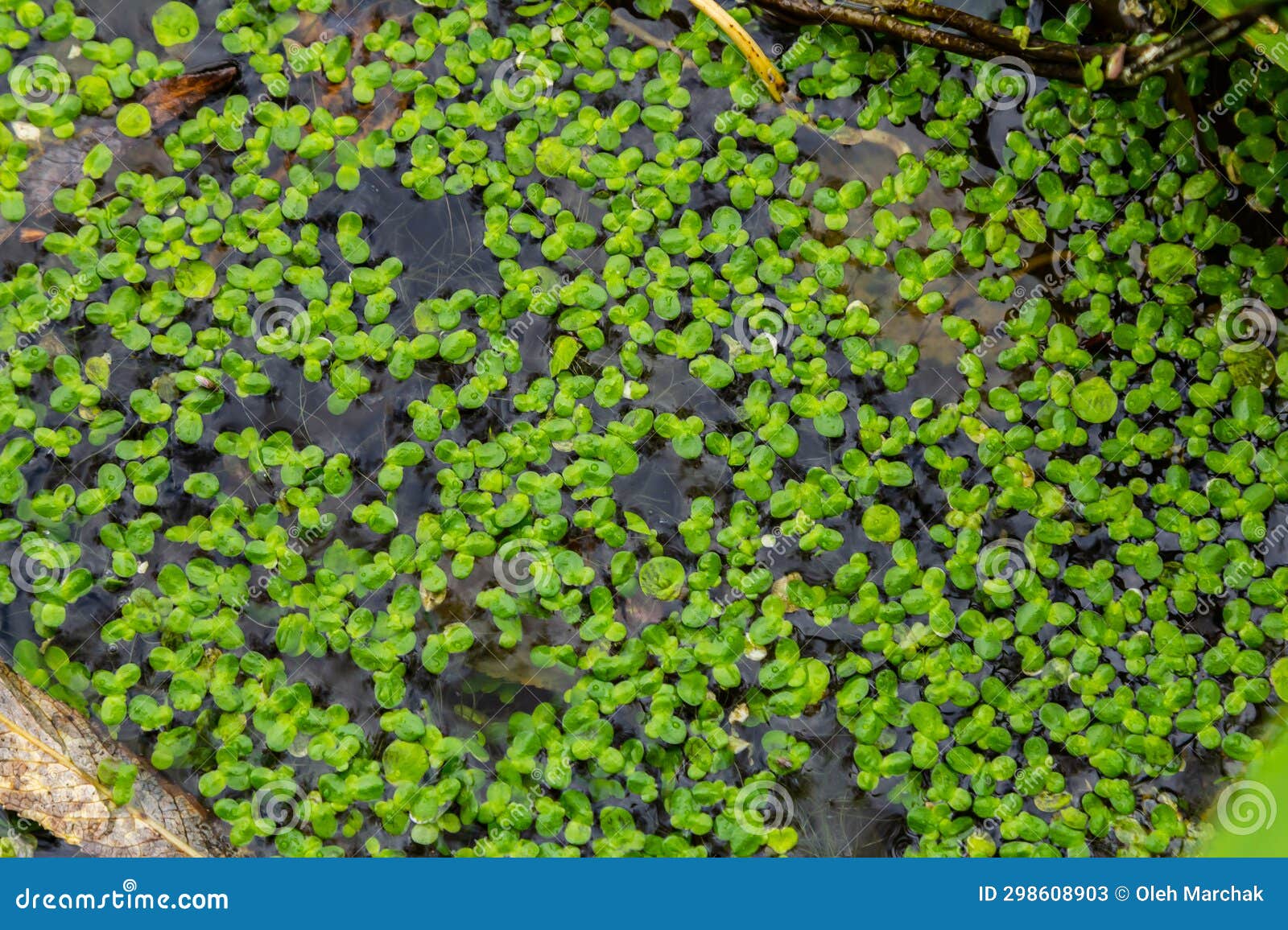 Lemna Minor, the Common Duckweed or Lesser Duckweed Stock Image - Image ...