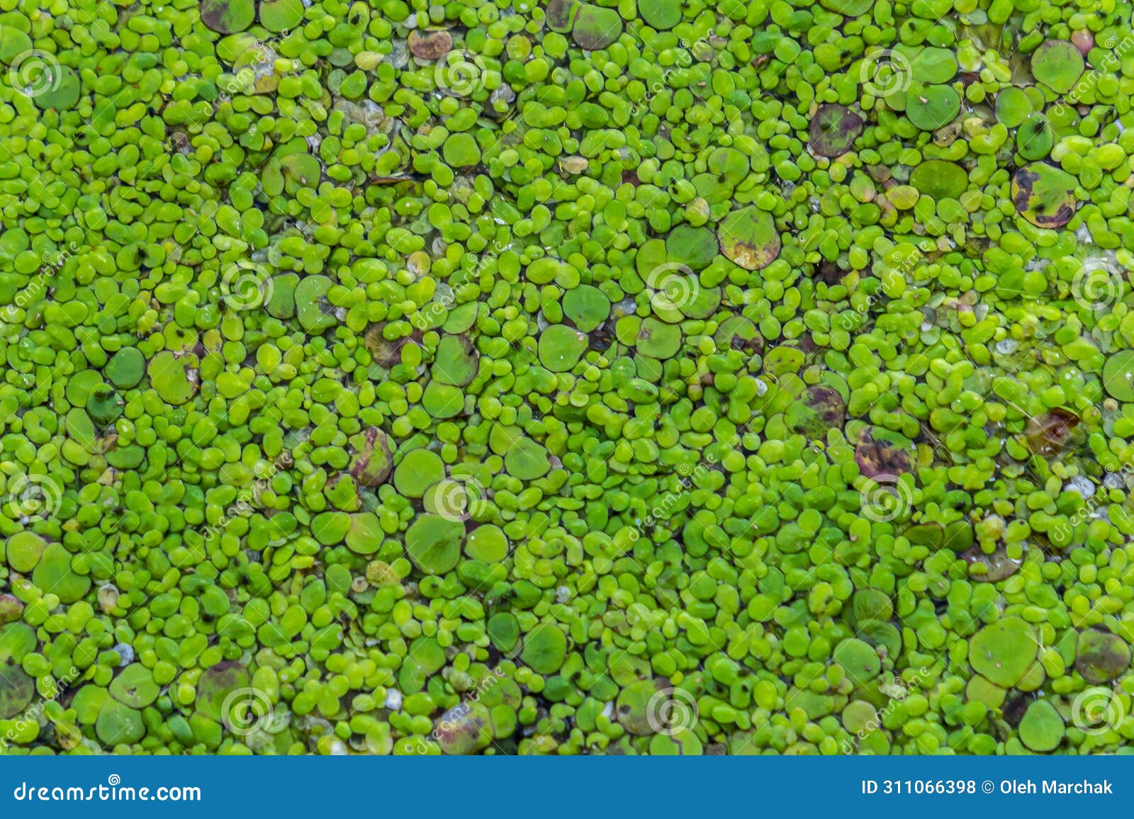Lemna Minor, the Common Duckweed or Lesser Duckweed Stock Photo - Image ...