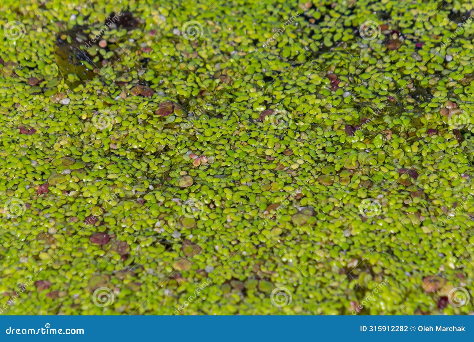Lemna Minor, the Common Duckweed or Lesser Duckweed Stock Photo - Image ...