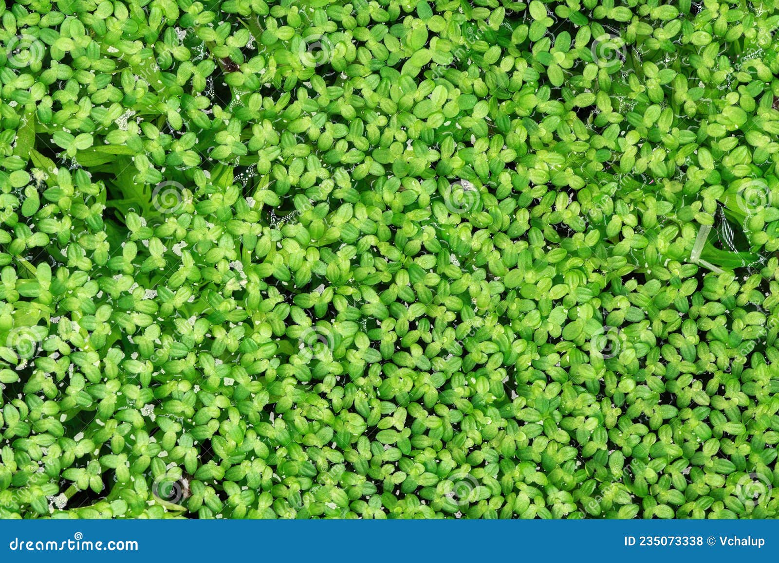 Lemna Minor Leaves on Water Surface. Close Up View. Stock Photo - Image ...