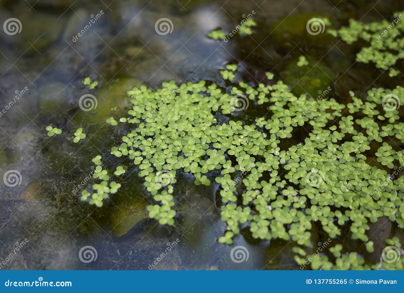 Lemna Minor Plant in a River Stock Image - Image of common, garden ...