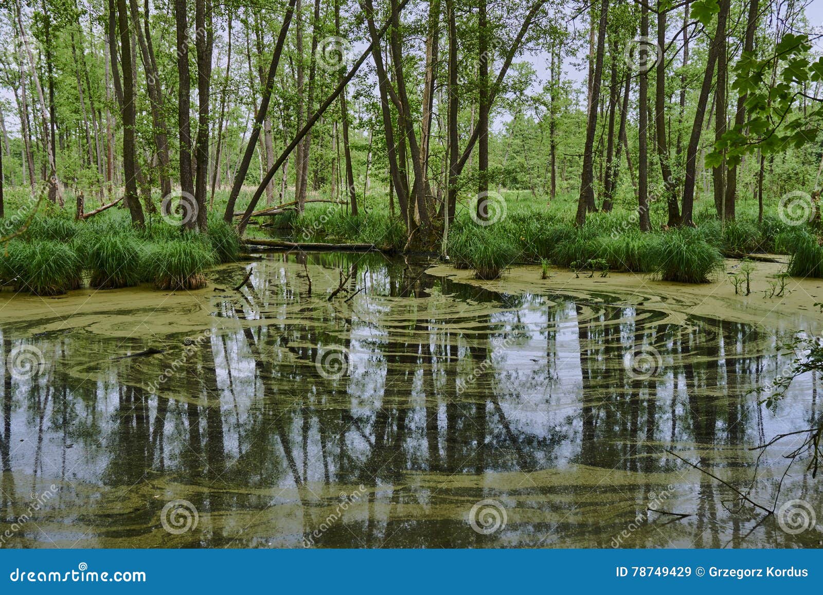 Lemna on swampy lake stock image. Image of water, reflection - 78749429