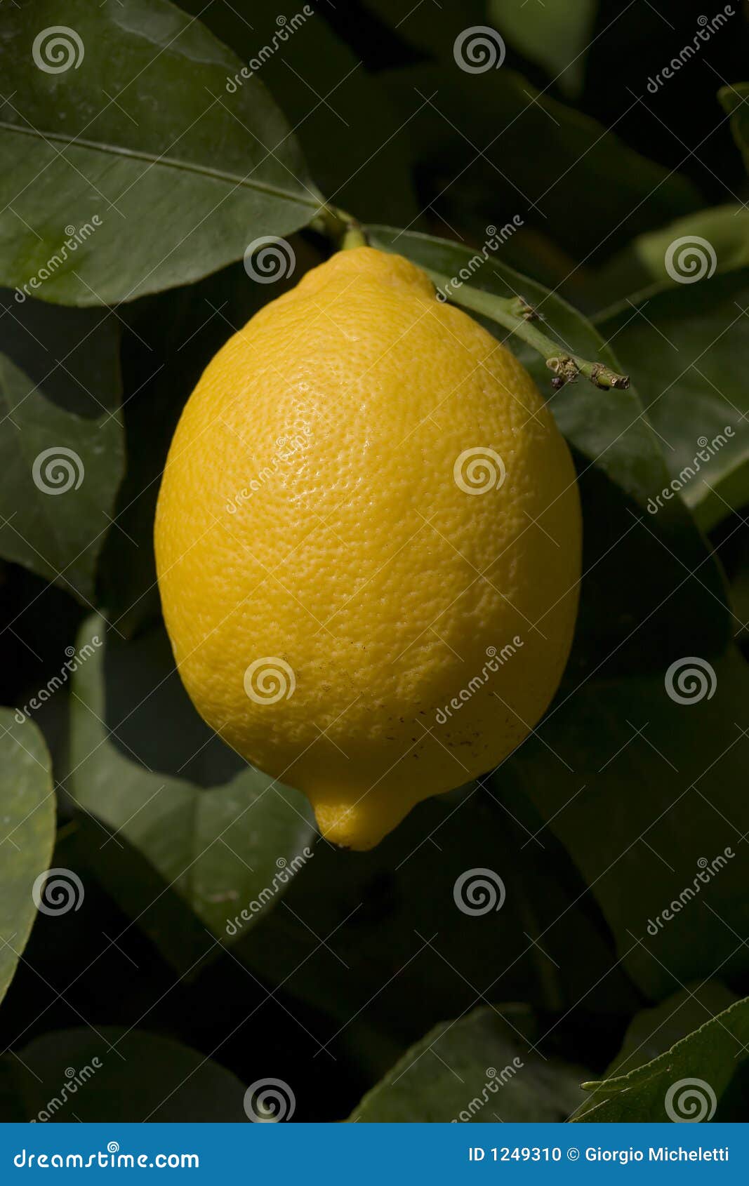 Lemon stock photo. Image of agriculture, vegetarian, lunch - 1249310