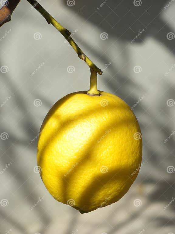Lemon stock photo. Image of lemon, branch, color, yellow - 13539726
