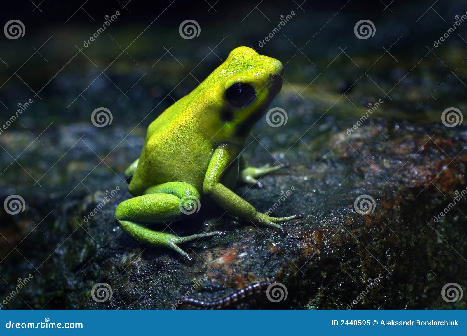 Lemon stock image. Image of closeup, frogs, bright, croaking - 2440595